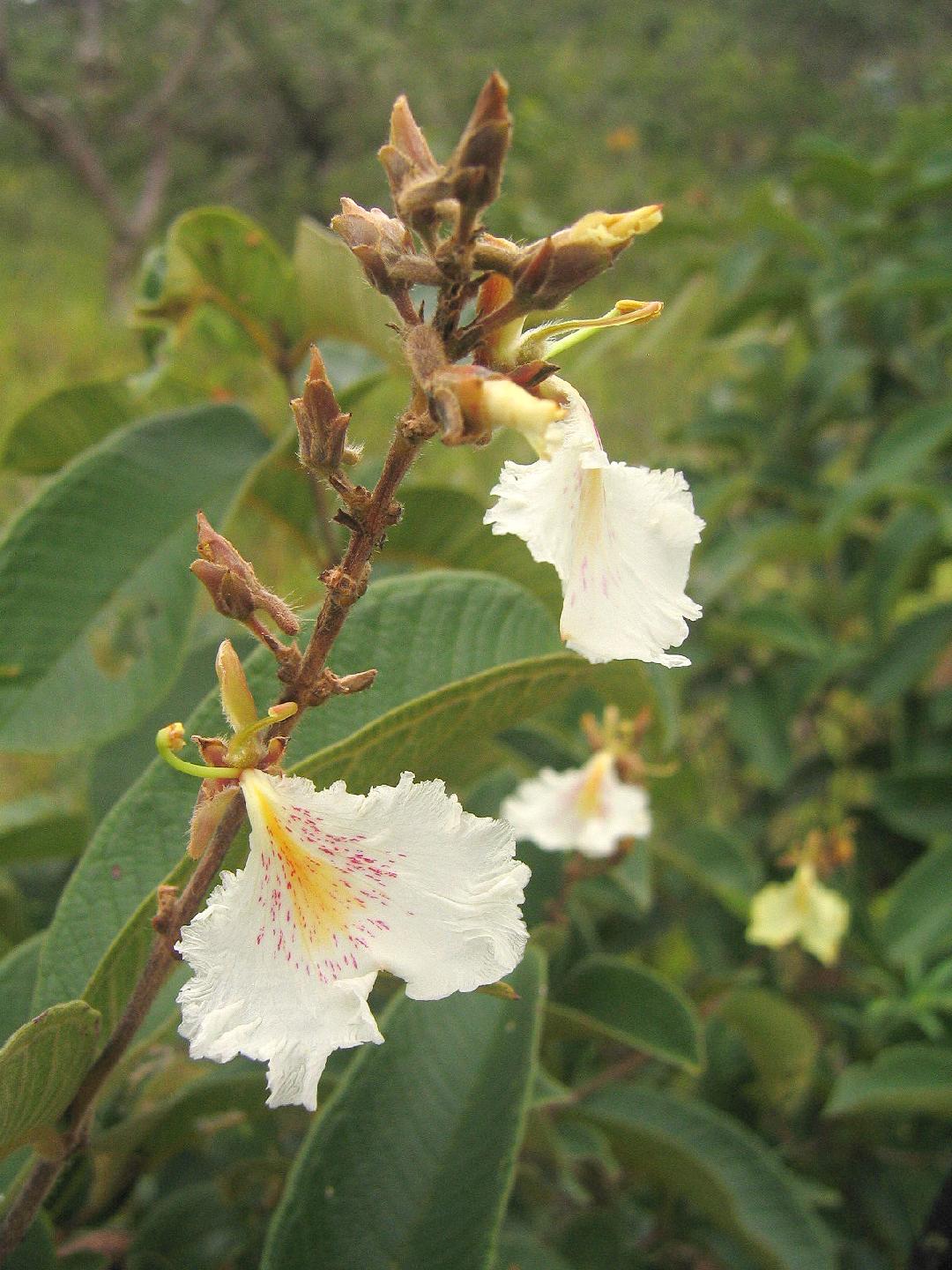 Qualea multiflora em Herbário Digital de plantas do cerrado de Pirenópolis