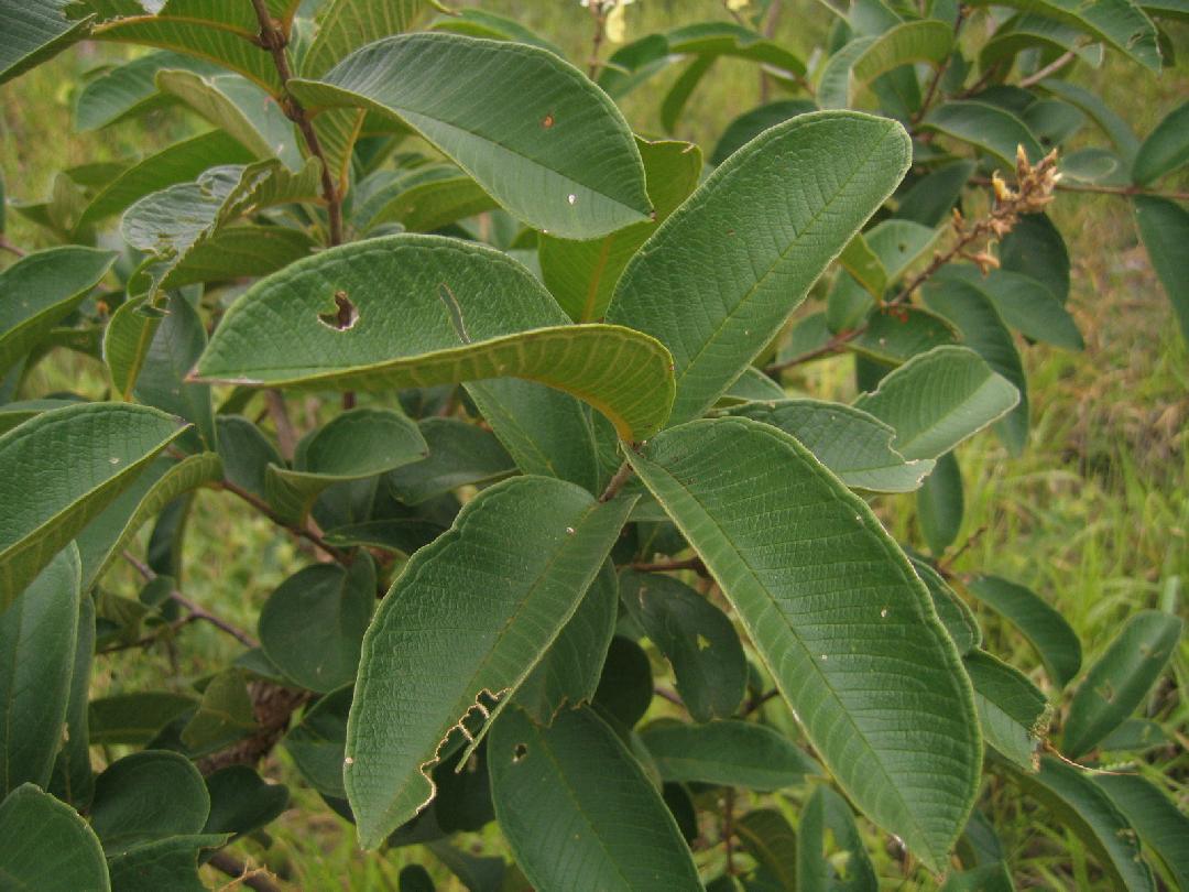 Qualea multiflora em Herbário Digital de plantas do cerrado de Pirenópolis